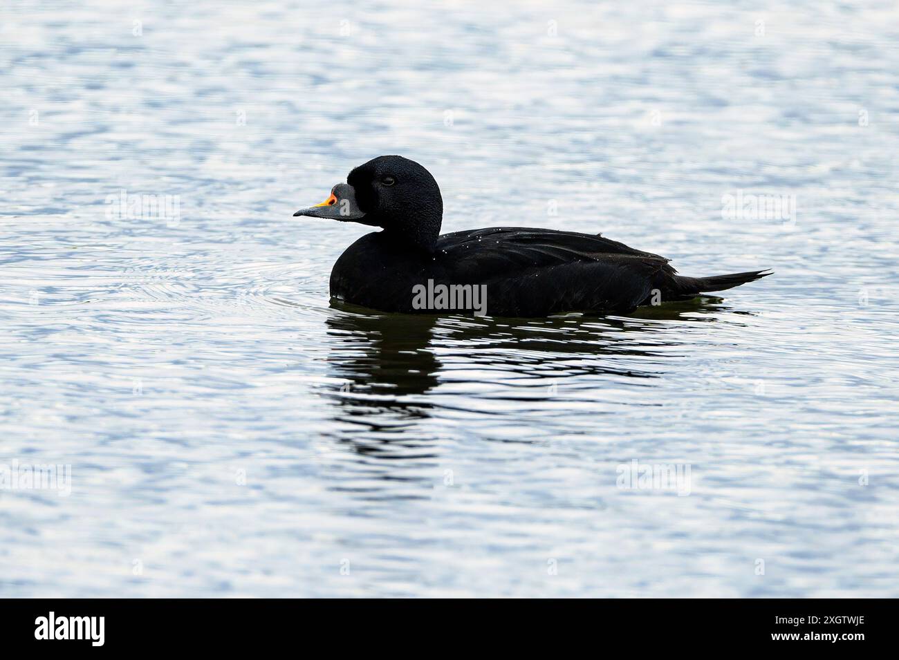 Common scoter (Melanitta nigra, male) from Myvatn, north Iceland in May ...