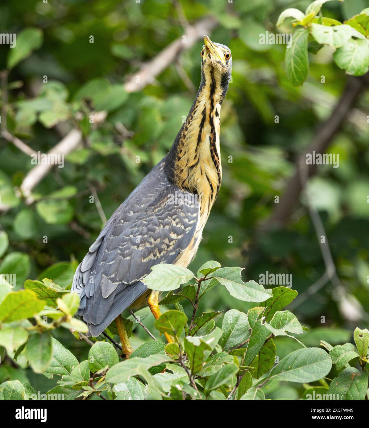 The Dwarf Bittern is widespread but often overlooked due to its ...