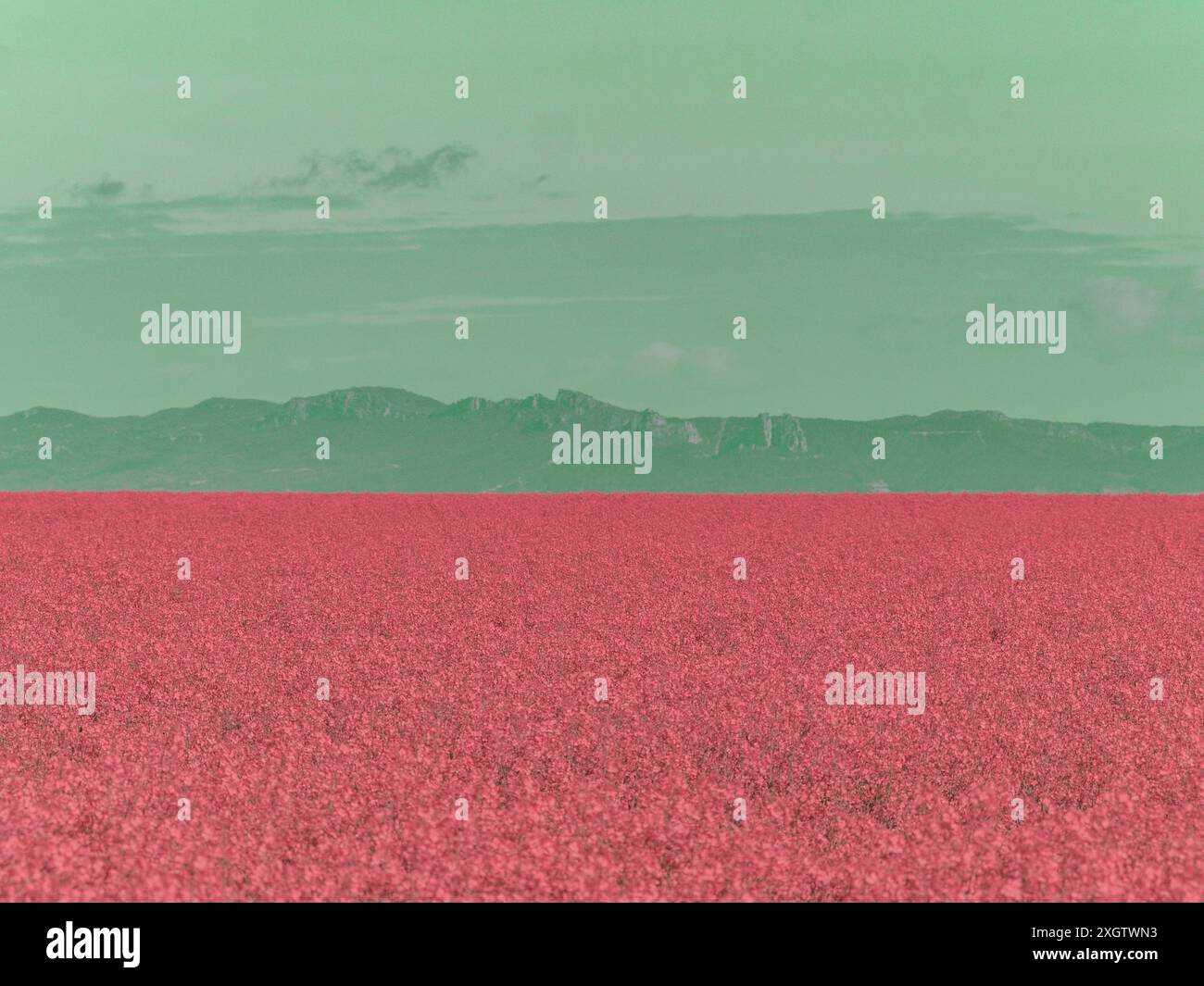 This striking image captures a vast, vivid red field below a stark teal ...
