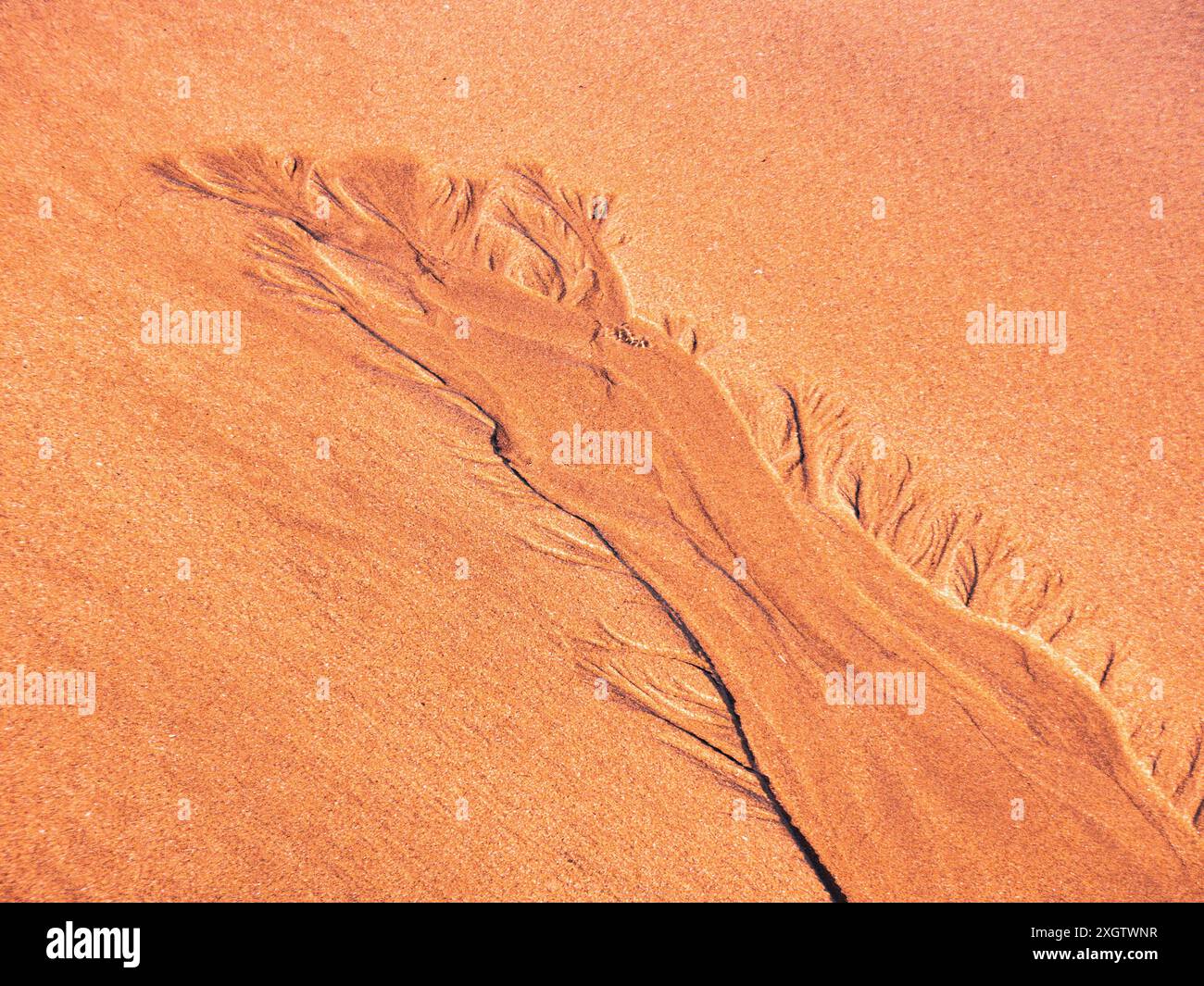 Close-up image showcasing the detailed, tree-like patterns formed by ...