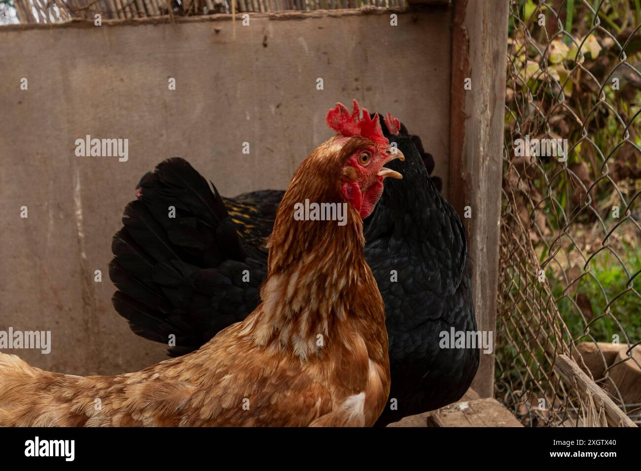 A close-up image of a hen with a vibrant red comb and wattle. The ...