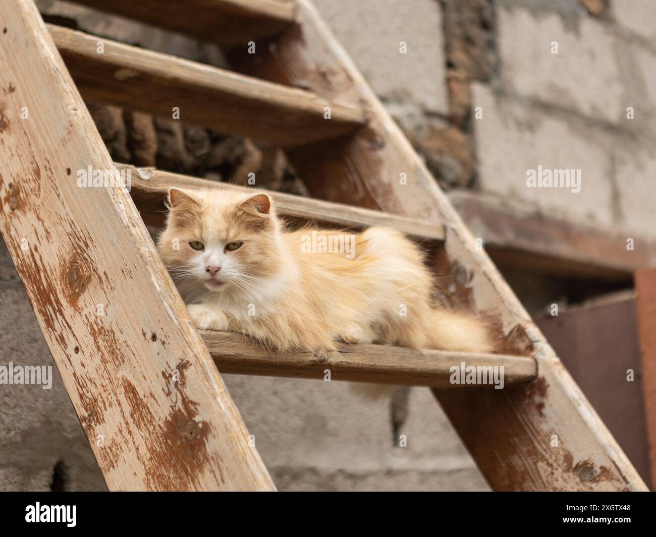 Creature aging hi-res stock photography and images - Alamy
