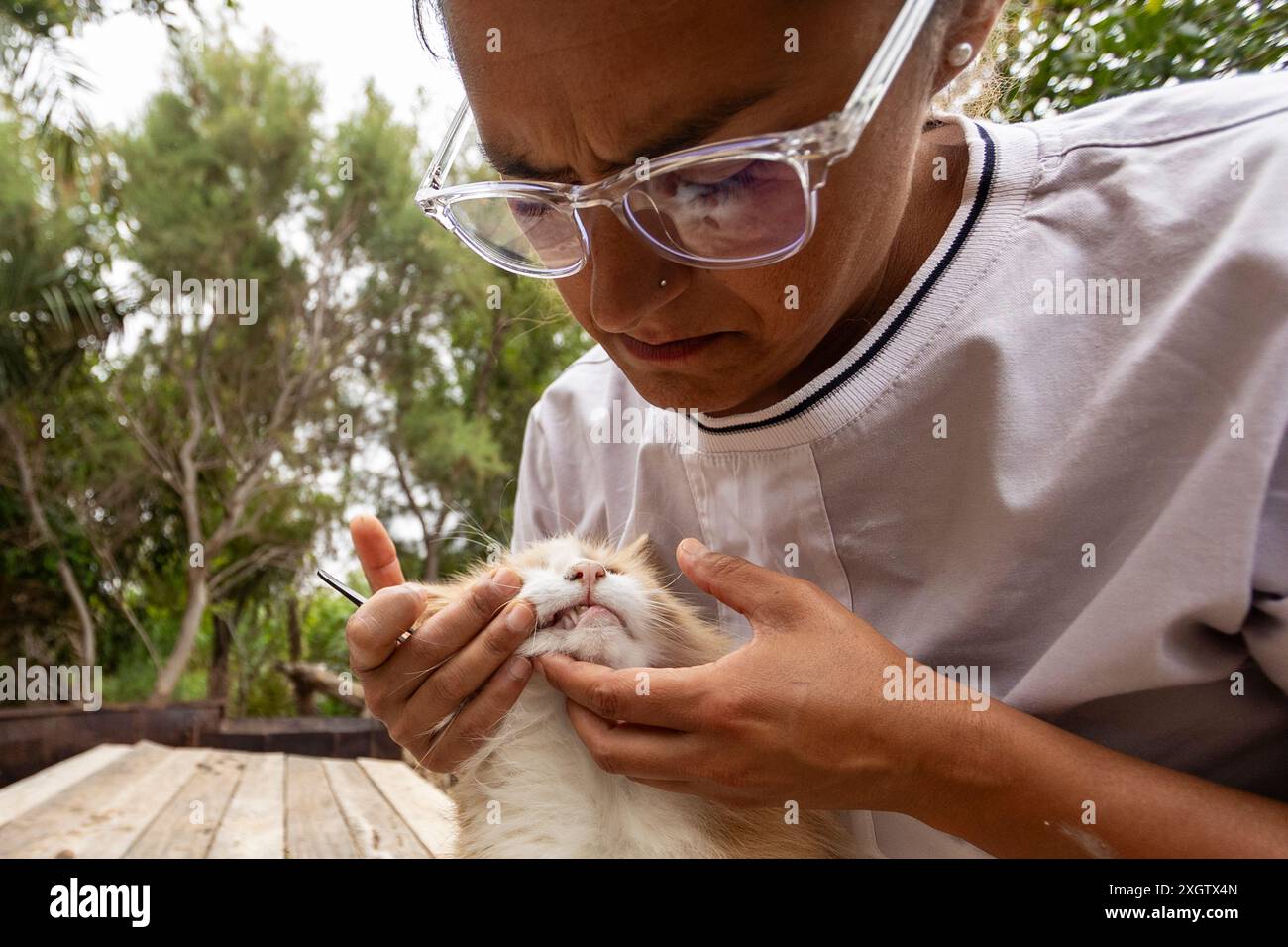 A male veterinarian carefully examines a white long-haired cat ...