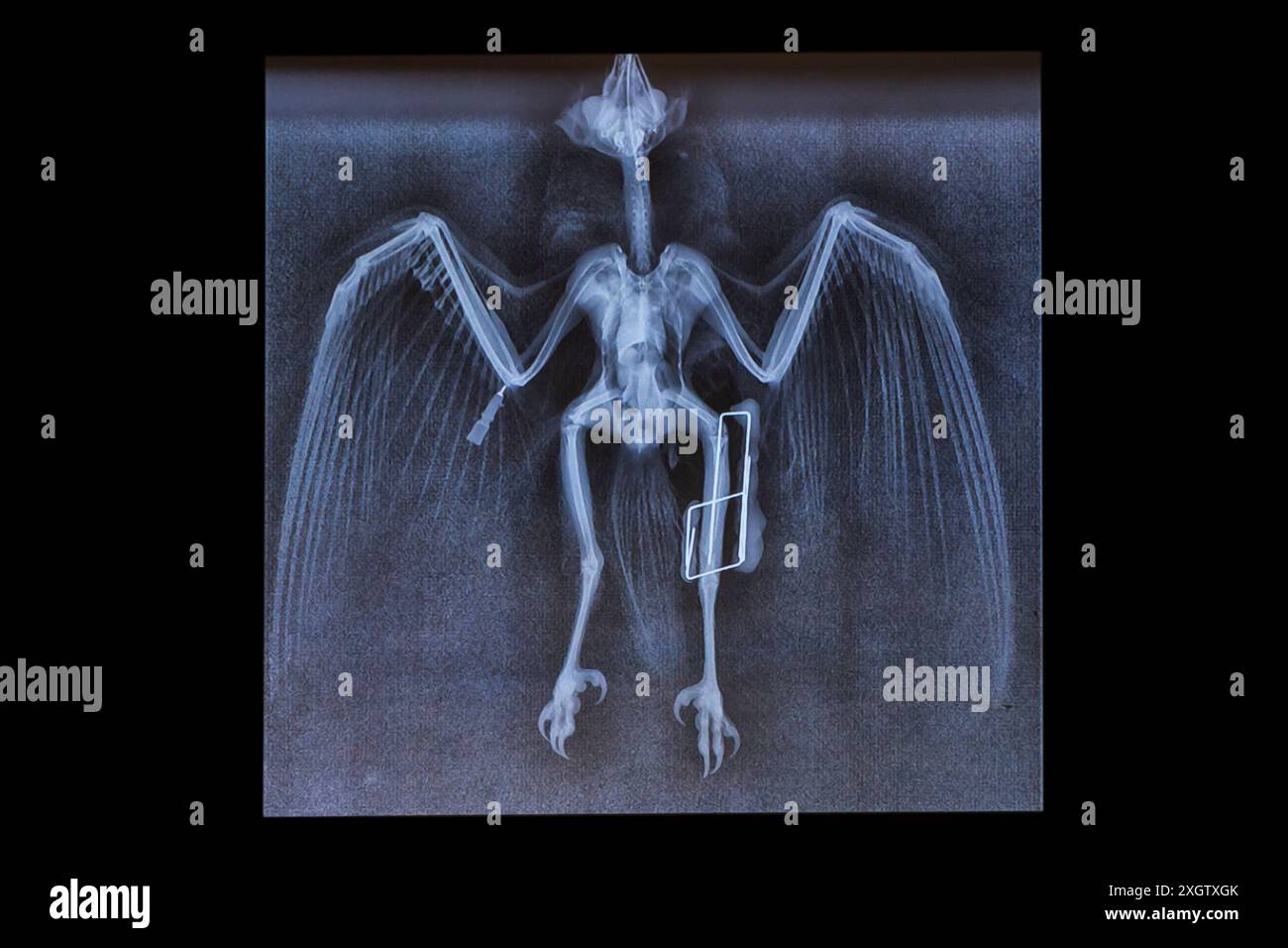 A detailed X-ray of a Barn owl, revealing its intricate skeletal ...
