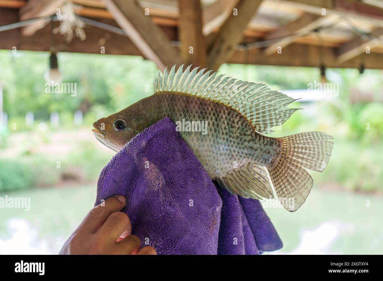 Angler hand holding Nile tilapia fish or Oreochromis nilotica fishing ...