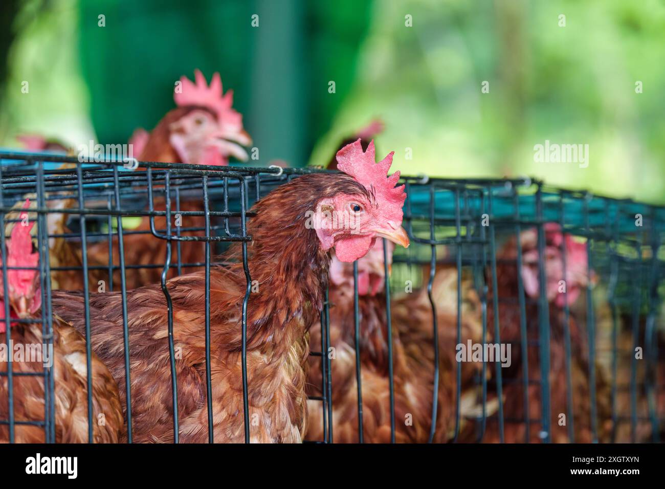 Chicken poultry farming for meat and eggs production in coop and cage ...