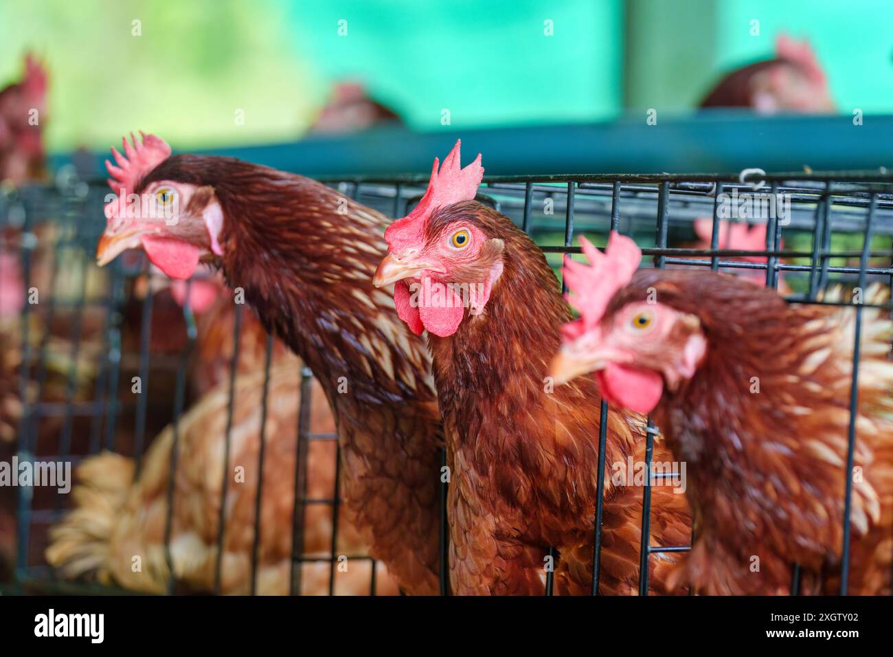 Chicken poultry farming for meat and eggs production in coop and cage ...