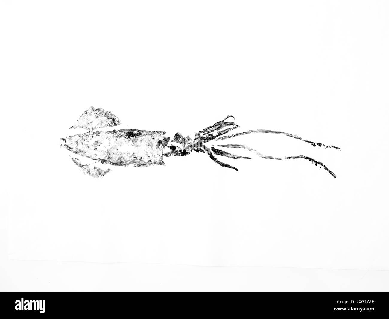 Print of squid made with black ink in gyotaku technique on white paper ...
