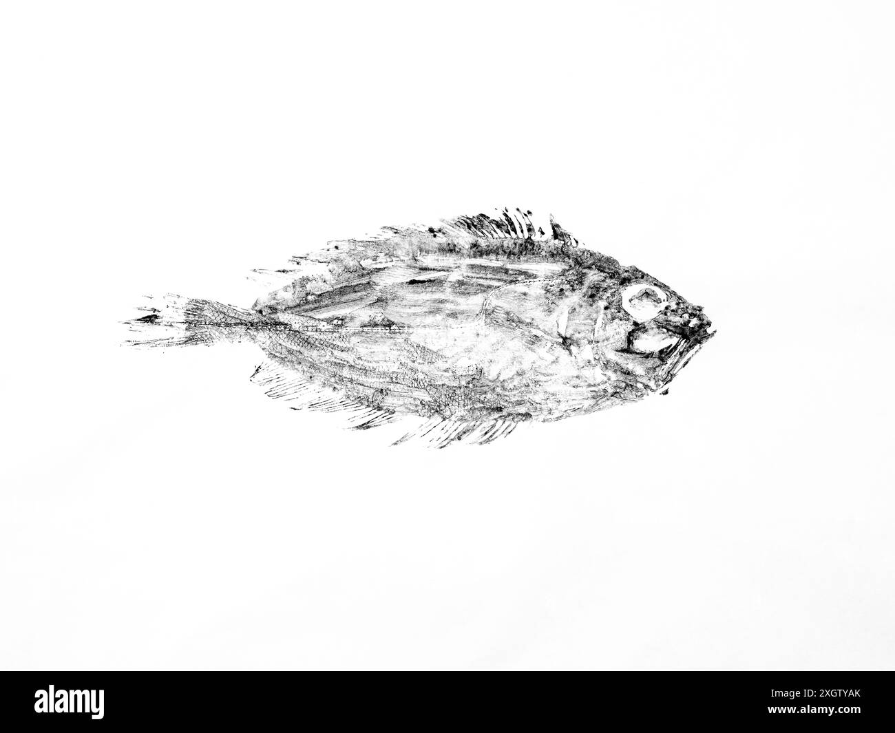 Seawater fish imprinted with black ink on rice paper in traditional ...