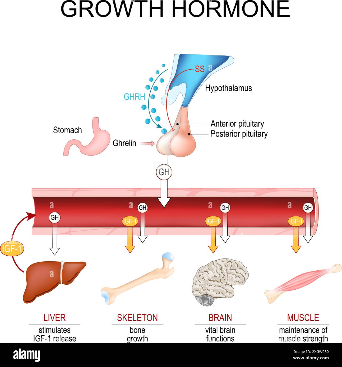Hypothalamus pituitary gland hi-res stock photography and images - Alamy