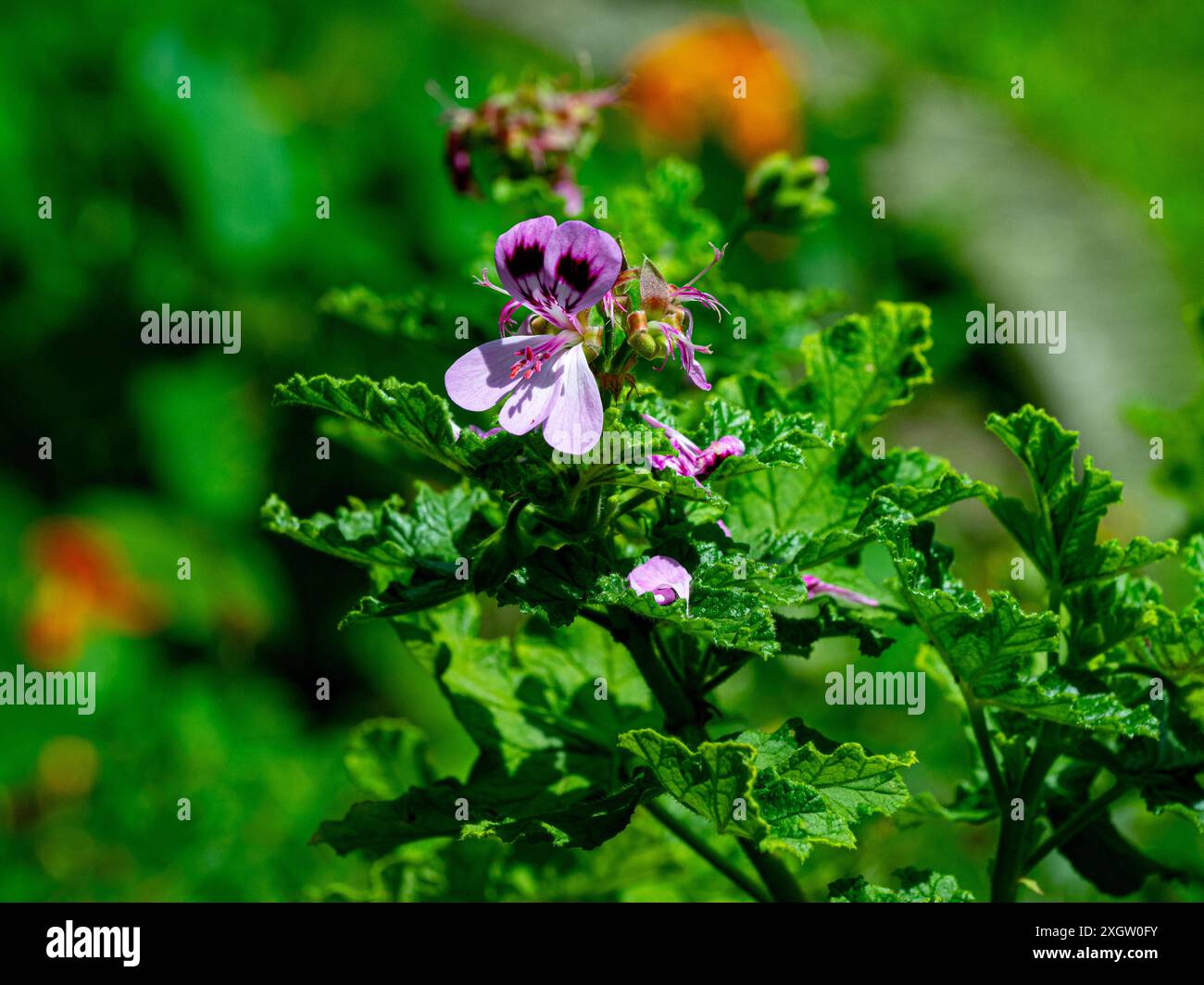 Oakleaf geranium, Pelargonium quercifolium, in flower. From South ...