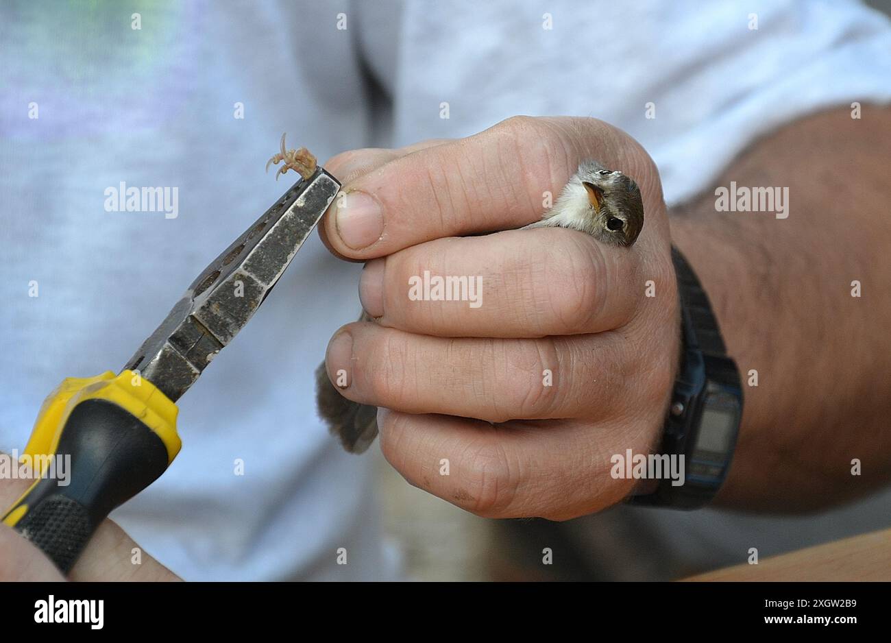 bird held by a man's hand while banding its legs with pliers Stock ...