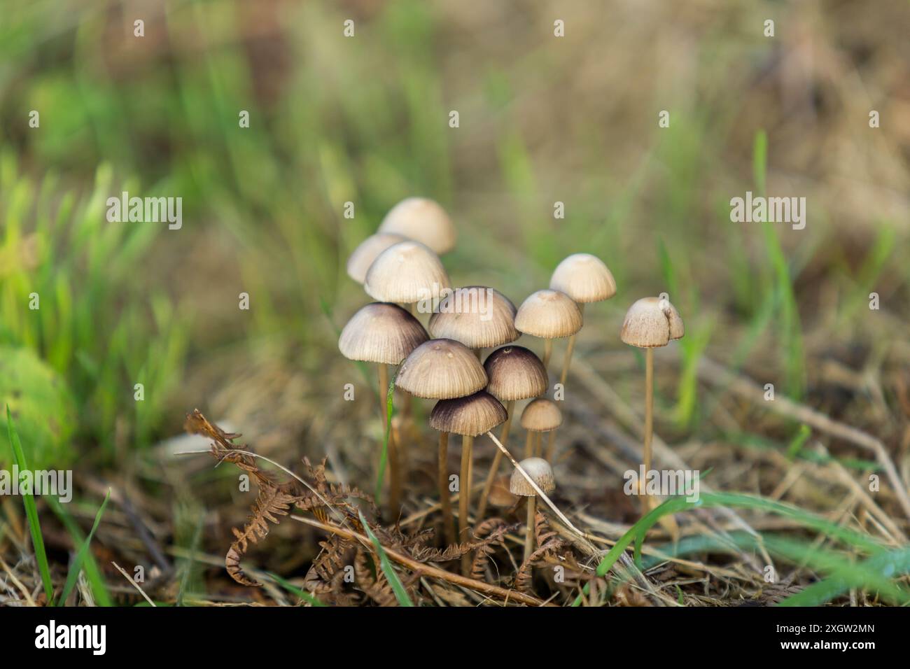 Cluster of Wild Mushrooms Growing in a Forest Stock Photo - Alamy