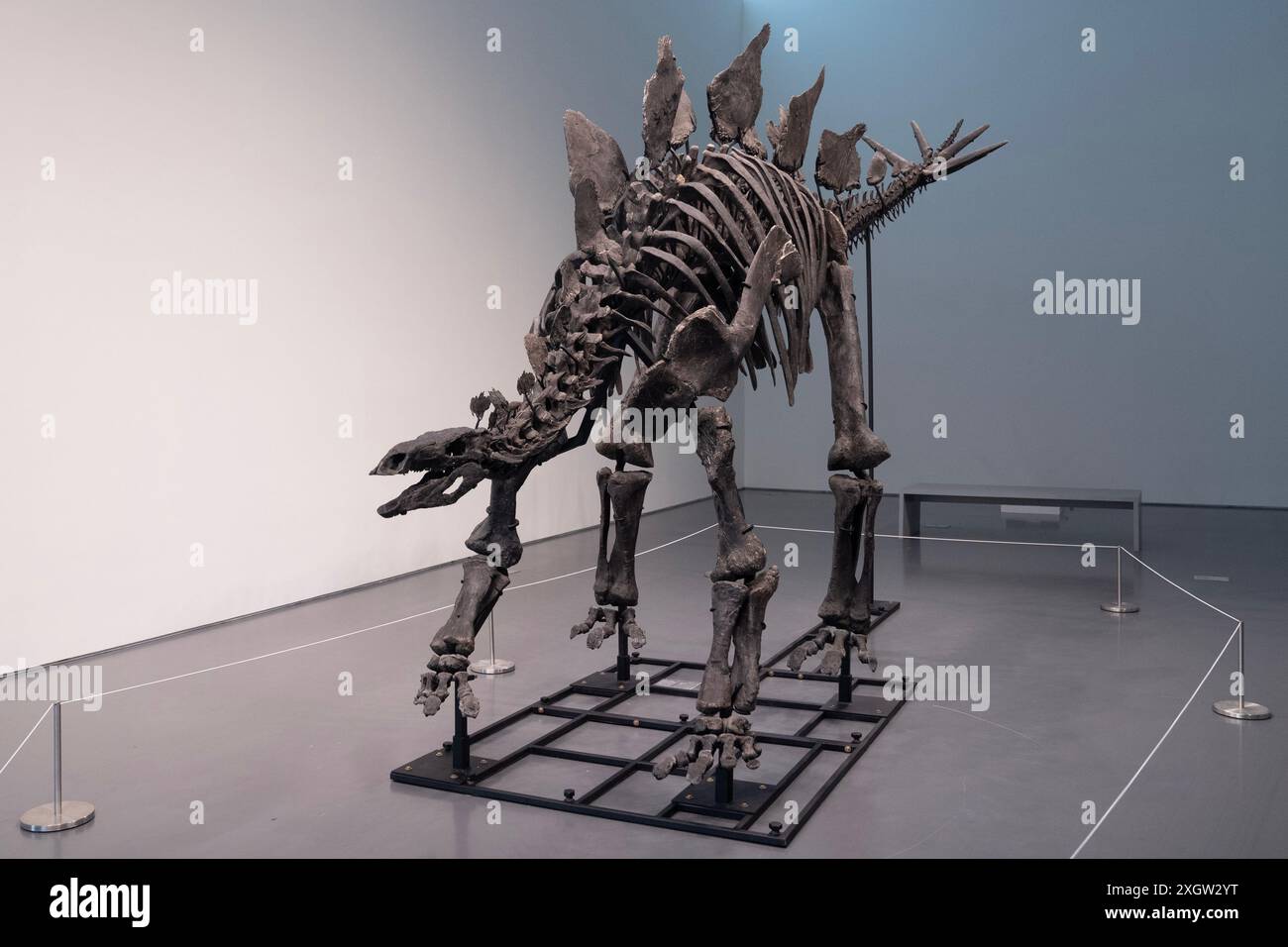 Press preview for 'Apex' The 150-Million-Year-Old Stegosaurus at ...