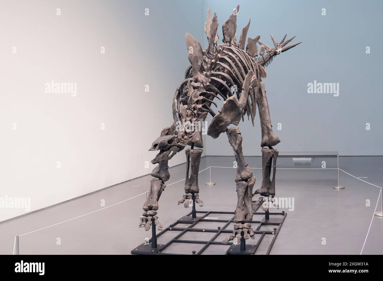 Stegosaurus skeleton new york auction hi-res stock photography and ...