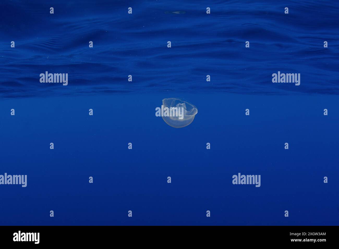 Common jellyfish near the surface. Jelly in Atlantic ocean. Marine life ...