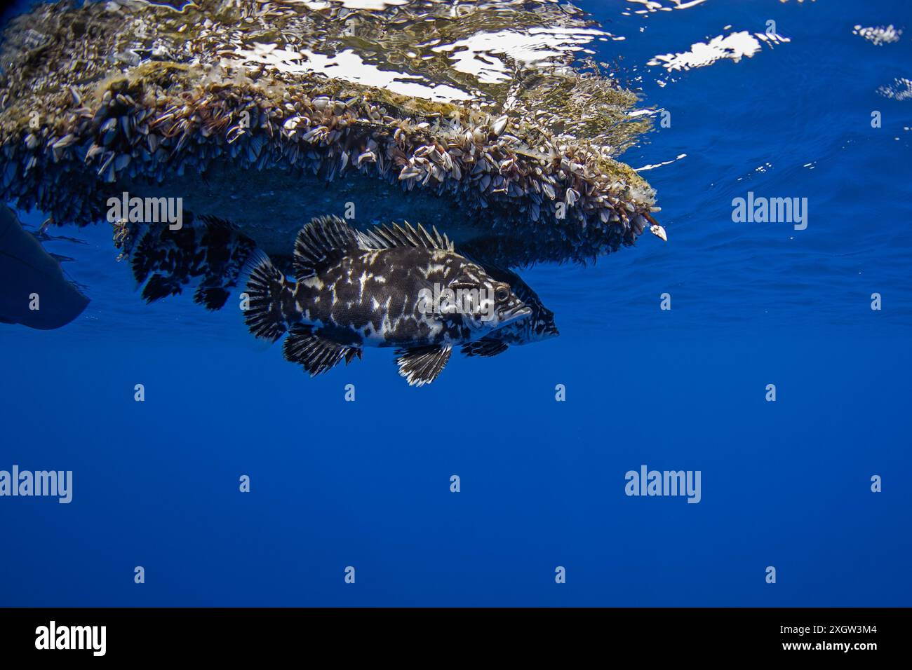 Atlantic wreckfish under the garbage. Wrackbarsch fish are hiding under ...