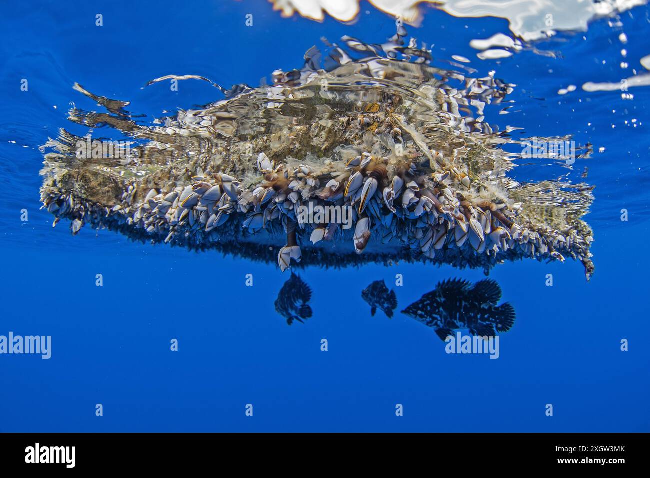 Atlantic wreckfish under the garbage. Wrackbarsch fish are hiding under ...