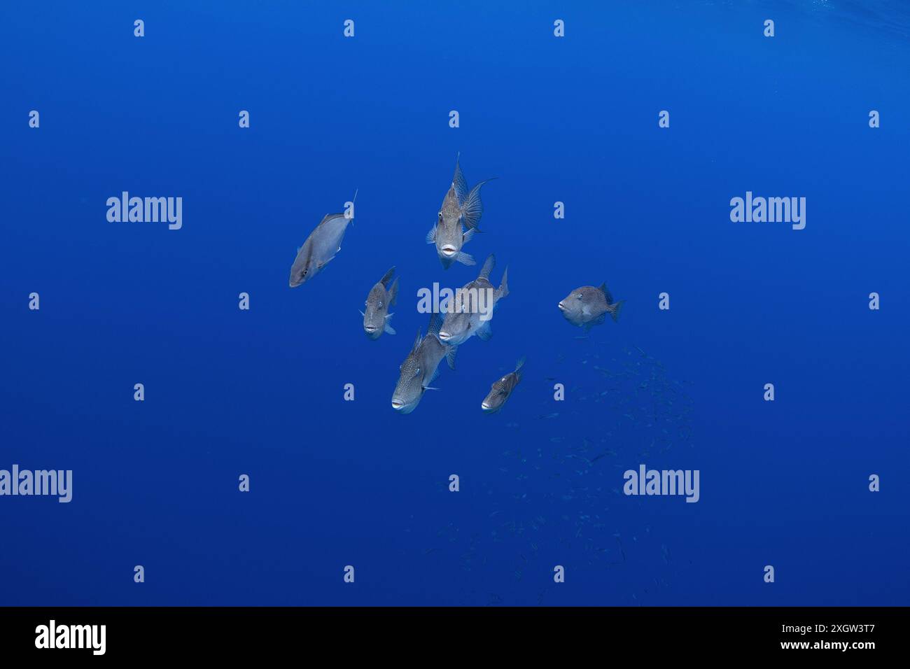 Grey triggerfish in the open ocean. Shoal of triggerfish near the ...