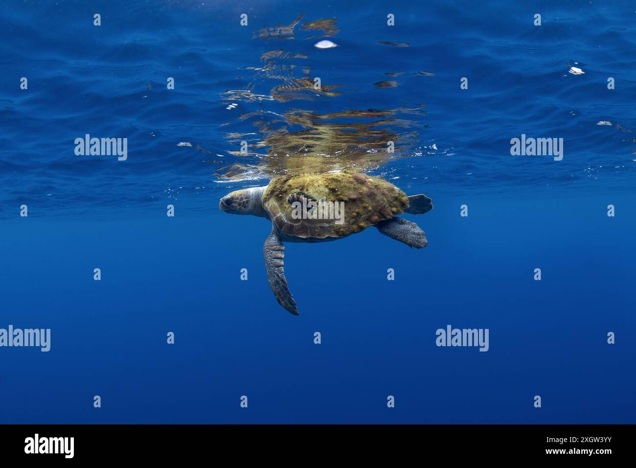 Curious loggerhead sea turtle near the surface. Sea turtle is swimming ...