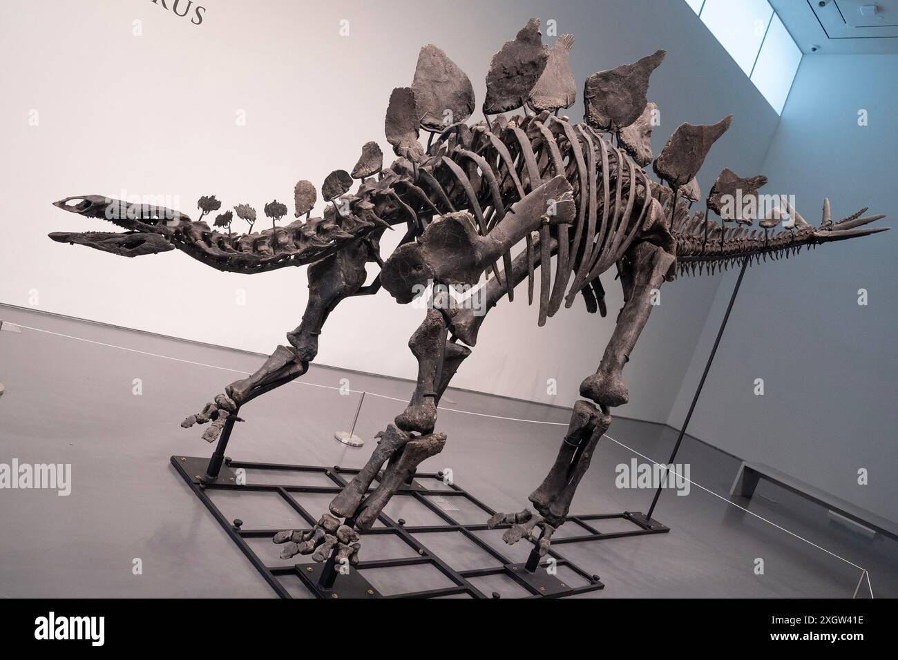Stegosaurus skeleton auction hi-res stock photography and images - Alamy