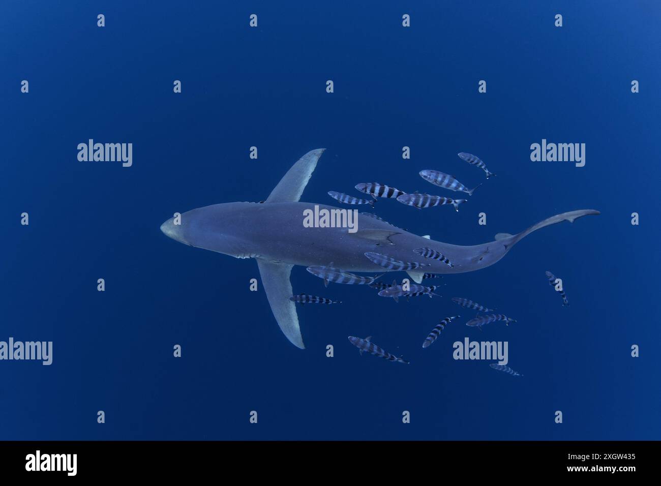 Blue shark near the whale's carcass. Rare shark with long fon in the ...