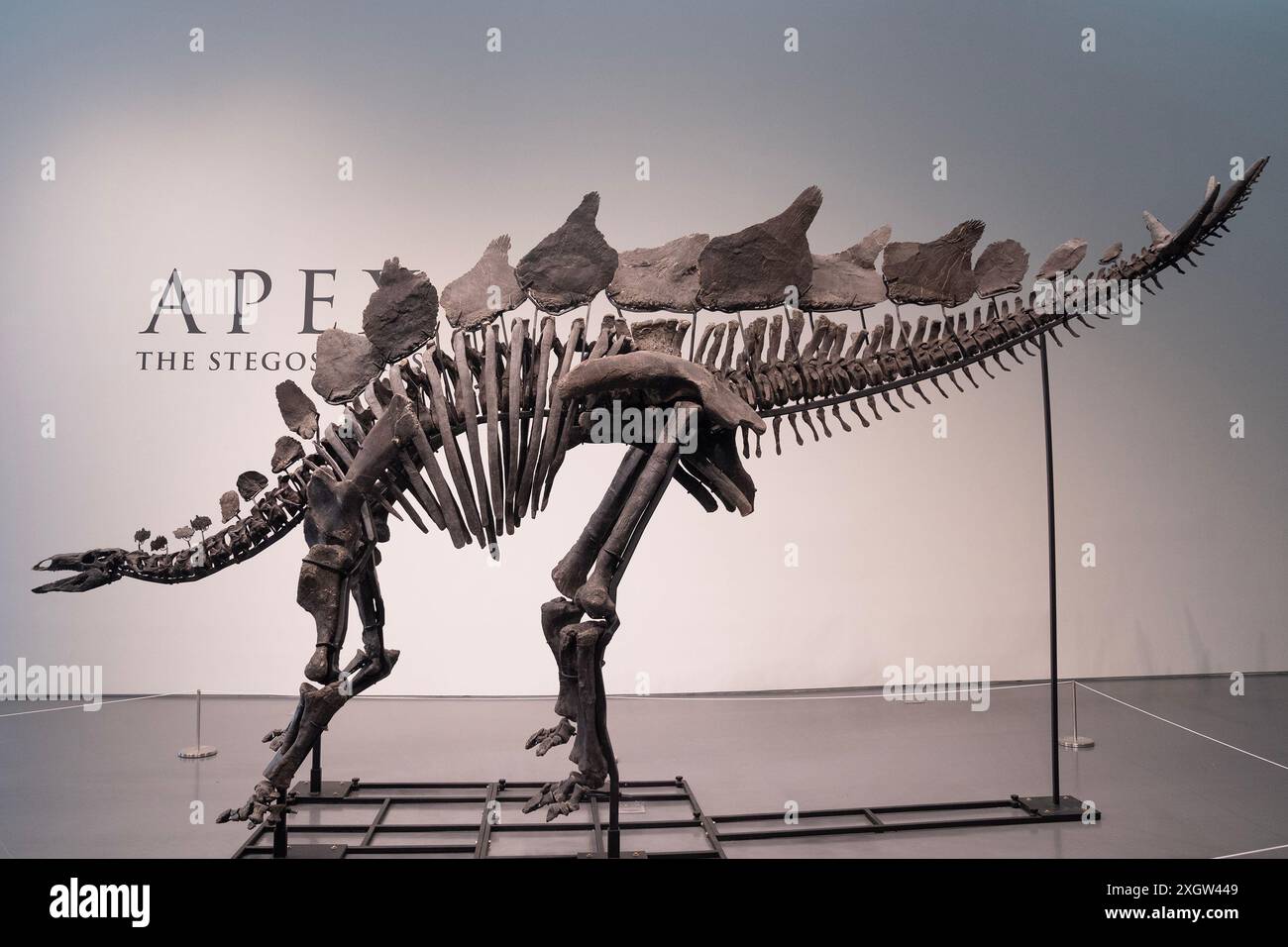 Stegosaurus skeleton auction hi-res stock photography and images - Alamy