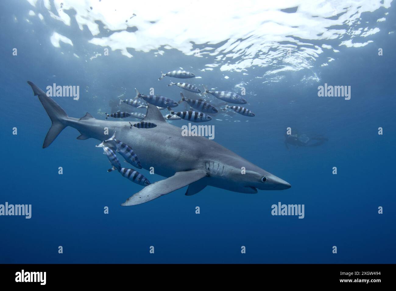 Blue shark near the whale's carcass. Rare shark with long fon in the ocean. Shark circling ...