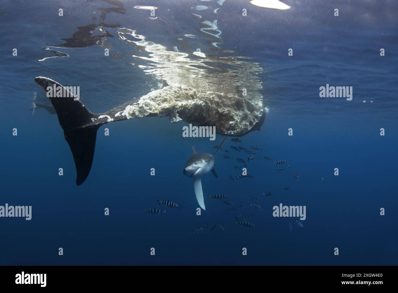 Blue shark near the whale's carcass. Rare shark with long fon in the ...