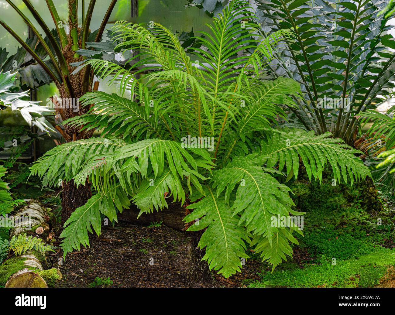 Blechnum moorei. Brazilian Tree Fern is a compact grower and an ...