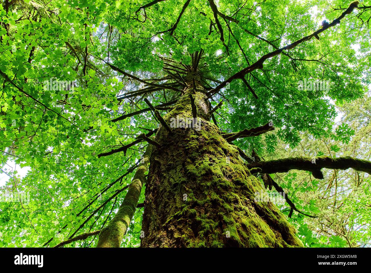 Ancient Moss-Covered Tree Canopy Upward Perspective in Columbia Gorge ...