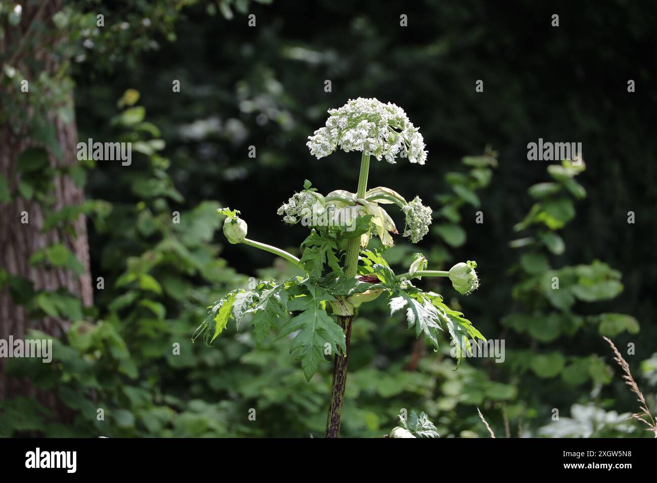 The giant hogweed is in full bloom. Touching this weed can cause burns ...
