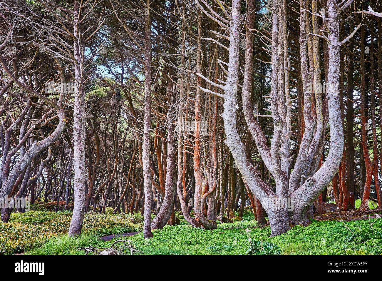 Twisted Trees in Enchanting Forest Grove Eye-Level Perspective Stock ...