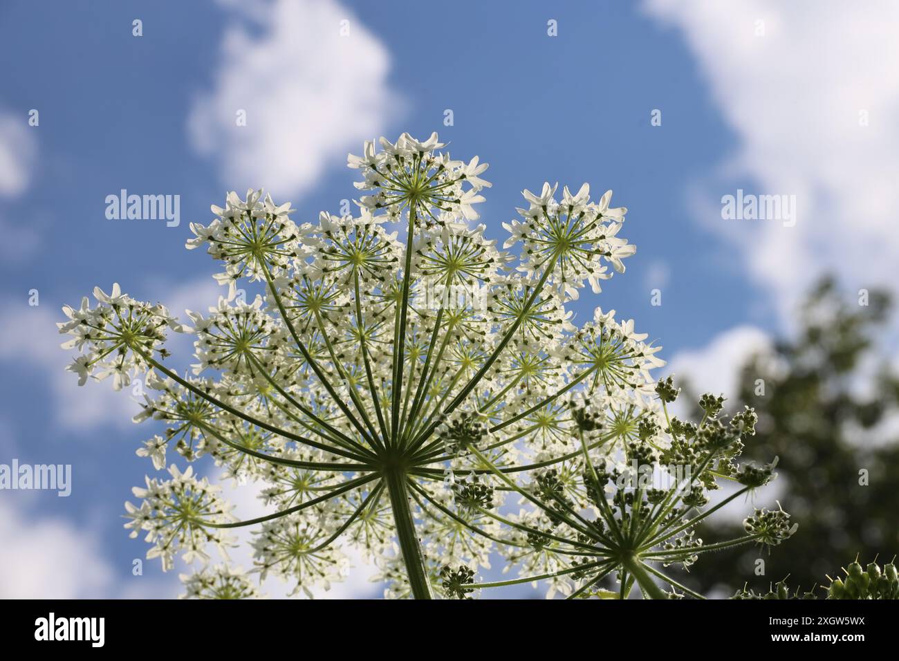 The giant hogweed is in full bloom. Touching this weed can cause burns ...