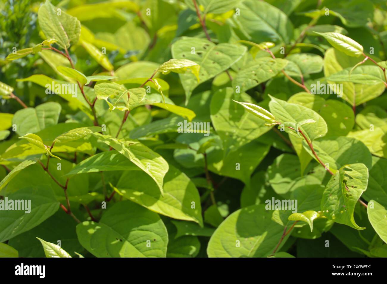 Reynoutria japonica or Japanese knotweed along the river Hollandsche ...