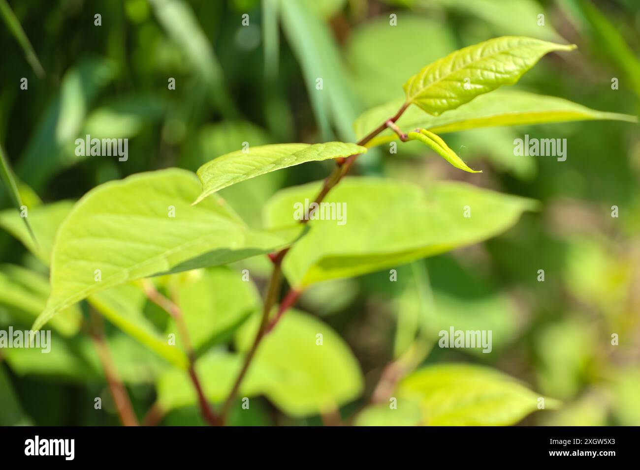 Reynoutria japonica or Japanese knotweed along the river Hollandsche ...