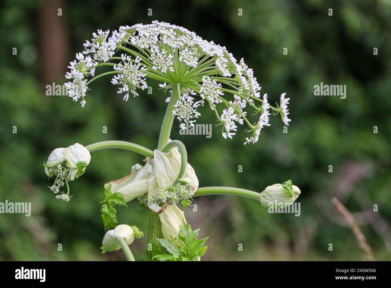 The giant hogweed is in full bloom. Touching this weed can cause burns ...