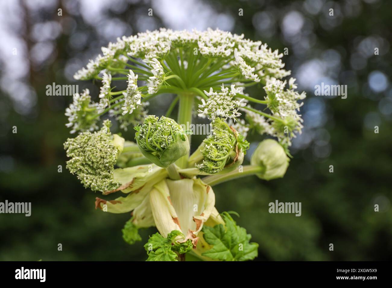 The giant hogweed is in full bloom. Touching this weed can cause burns ...