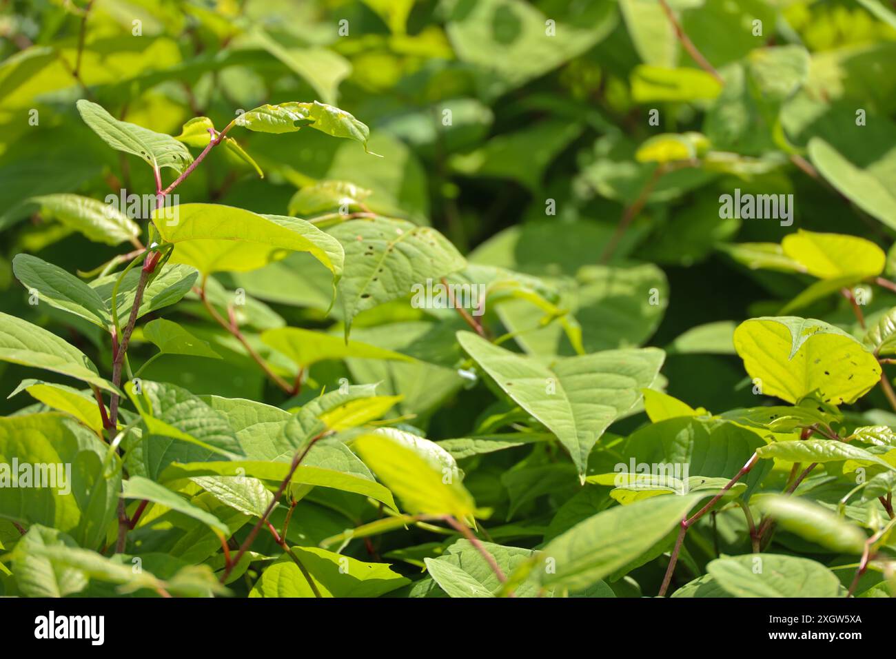 Reynoutria japonica or Japanese knotweed along the river Hollandsche ...