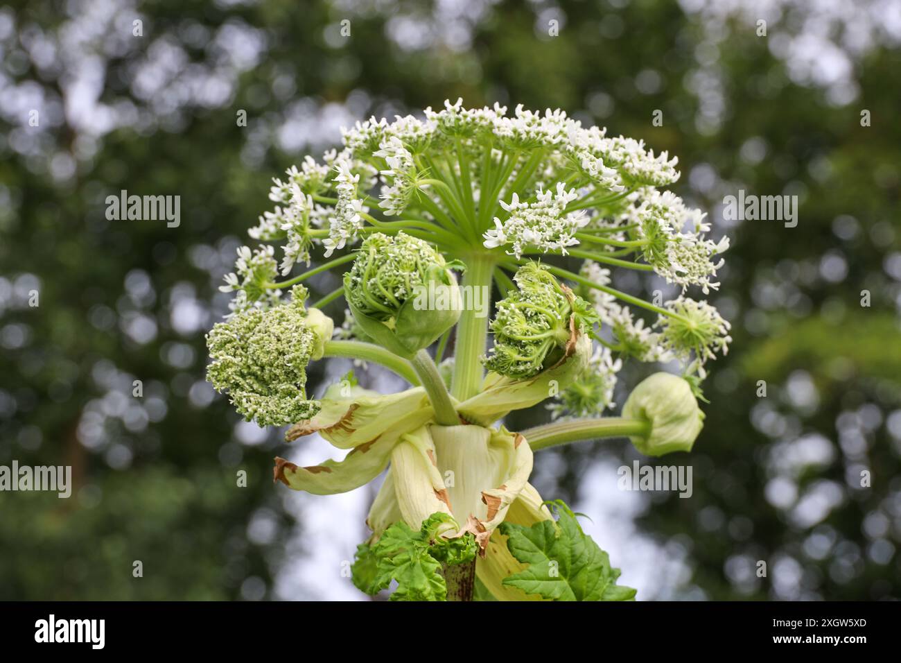 The giant hogweed is in full bloom. Touching this weed can cause burns ...