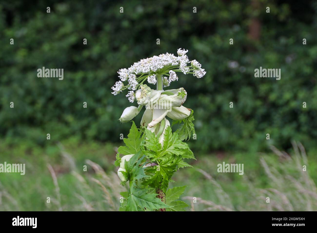The giant hogweed is in full bloom. Touching this weed can cause burns ...