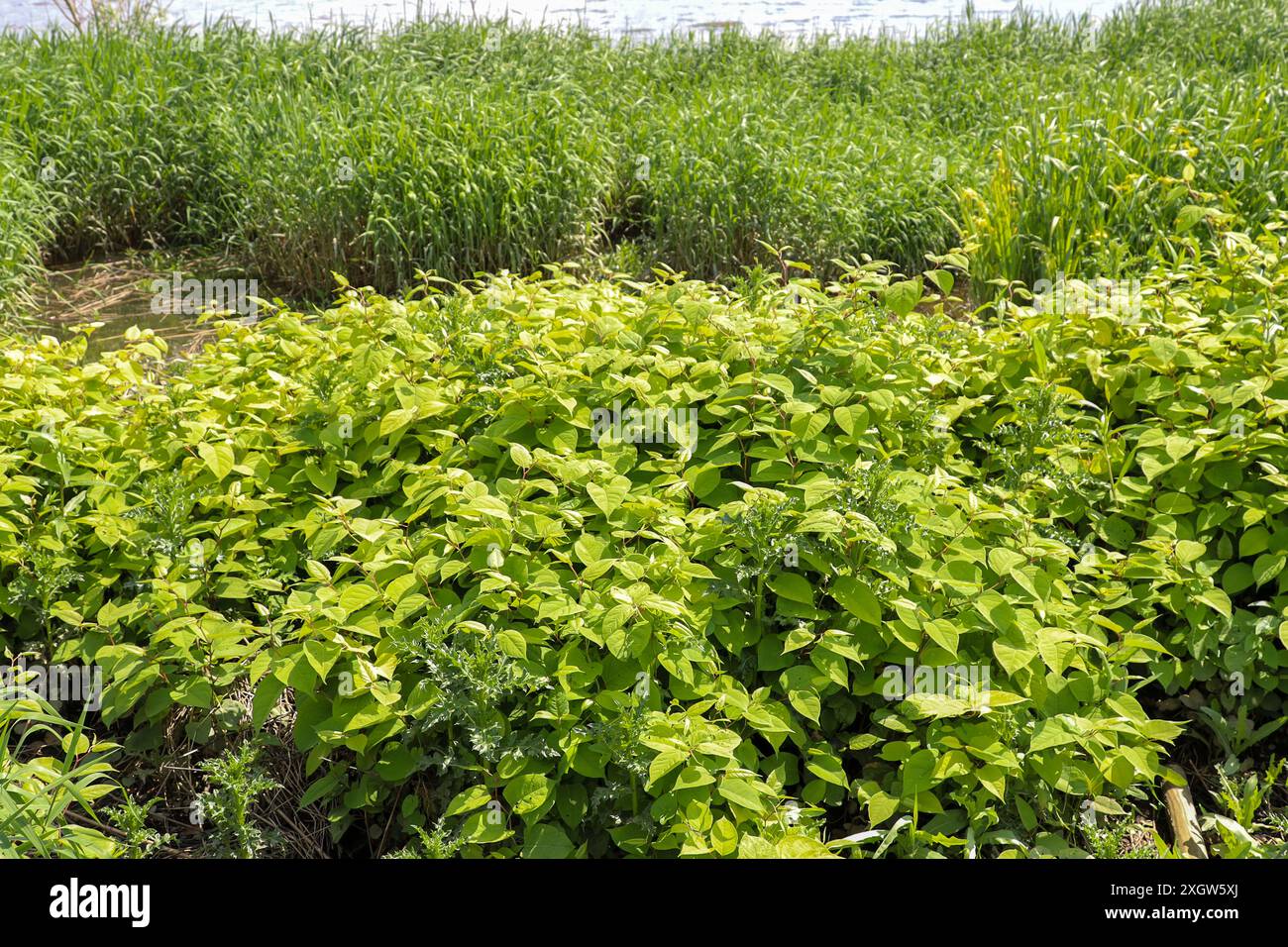 Fallopia japonica japan hi-res stock photography and images - Alamy