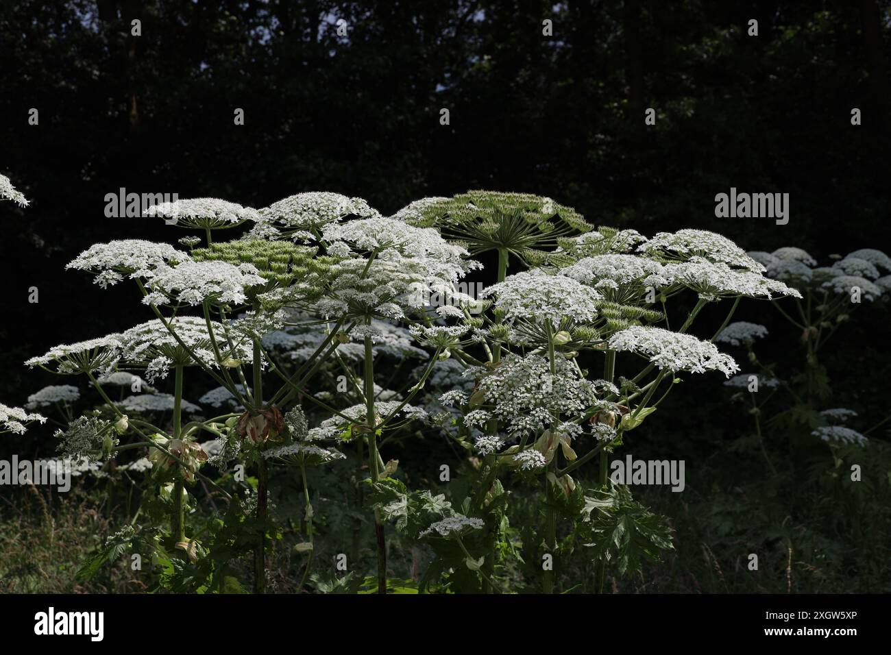 The giant hogweed is in full bloom. Touching this weed can cause burns ...