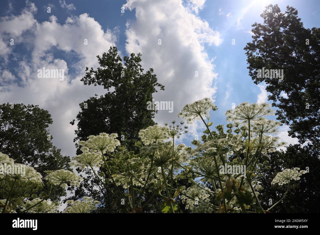 The giant hogweed is in full bloom. Touching this weed can cause burns ...