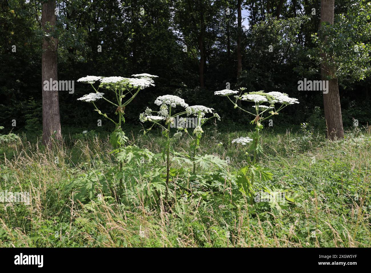 The giant hogweed is in full bloom. Touching this weed can cause burns ...