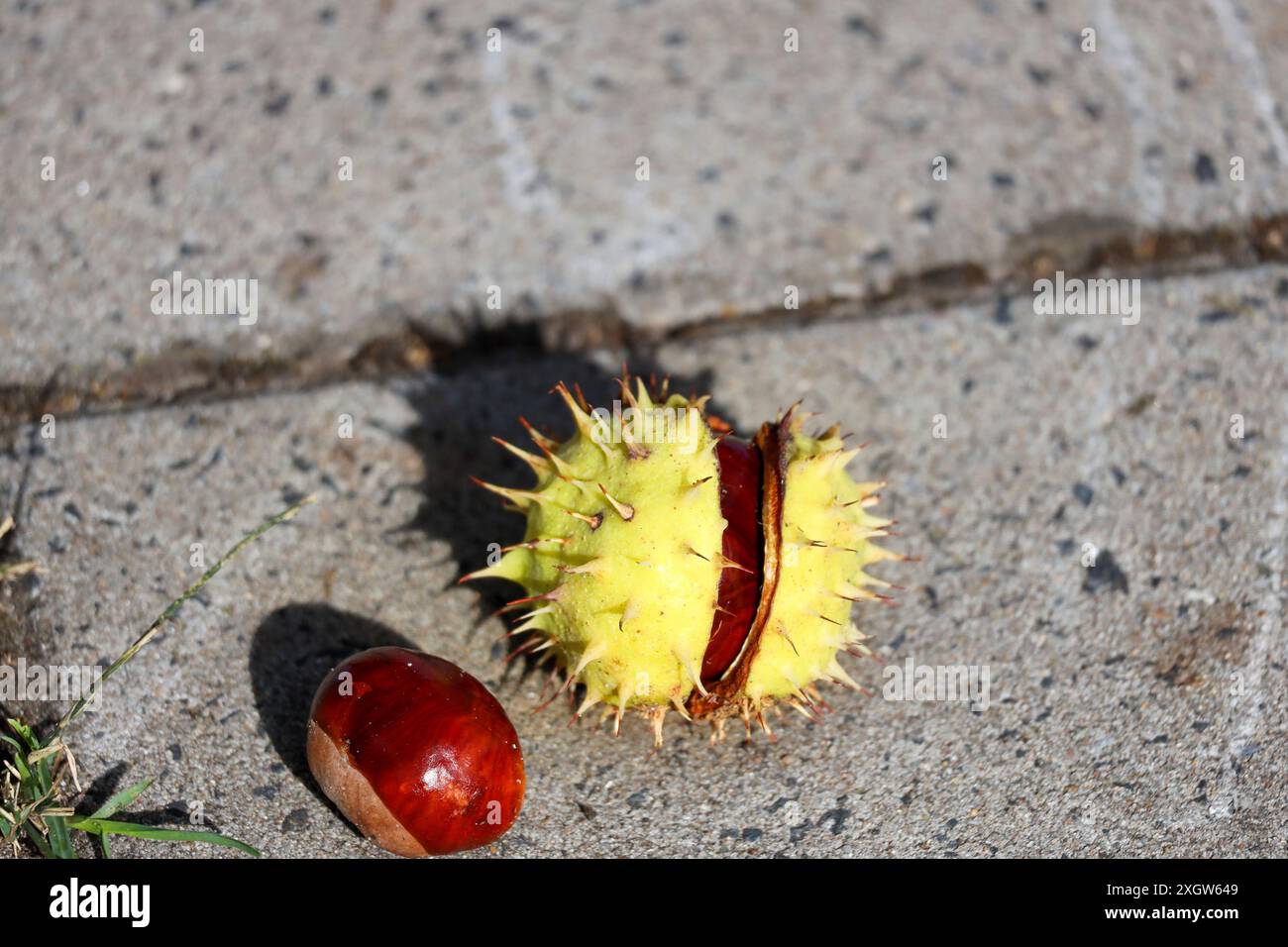 Red-brown chestnut with green prickly shell during autumn Stock Photo ...
