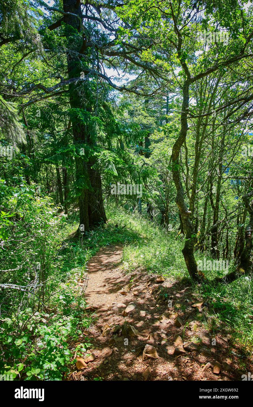 Serene Forest Hiking Trail with Sunlit Canopy from Eye-Level ...