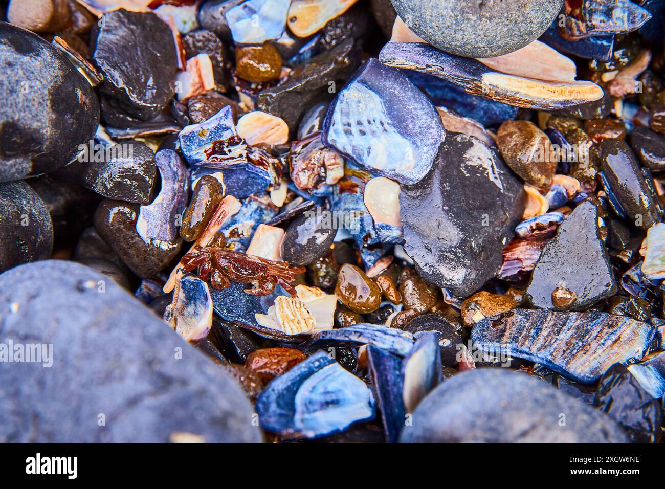 Tide pool ecosystems hi-res stock photography and images - Alamy