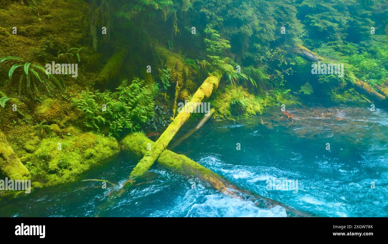 Aerial View of Moss-Covered Fallen Tree Over Pristine River in Lush ...