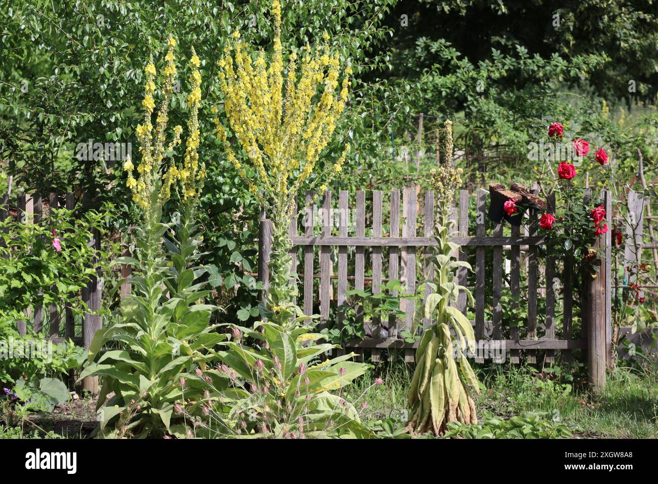 Three types of mullein hi-res stock photography and images - Alamy